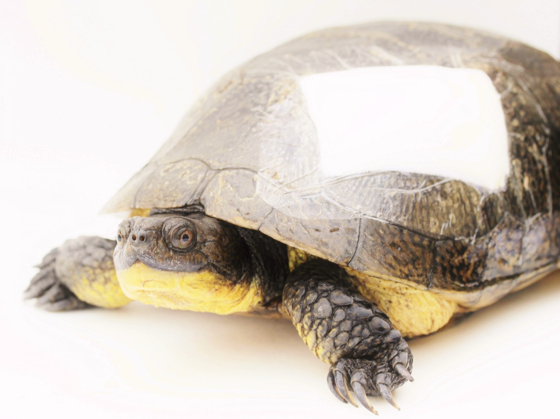 TURTLE TRAUMA WORKSHOP- learn turtle first aid! - Huron Stewardship Council