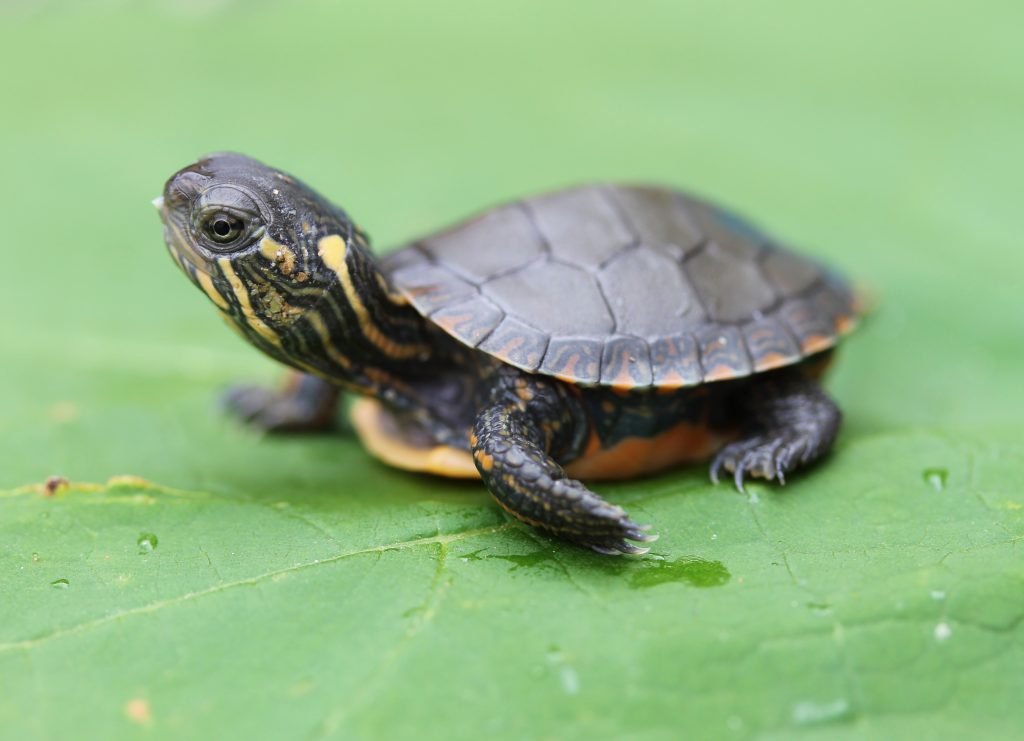 Virtual Turtle Release 2021 - Huron Stewardship Council