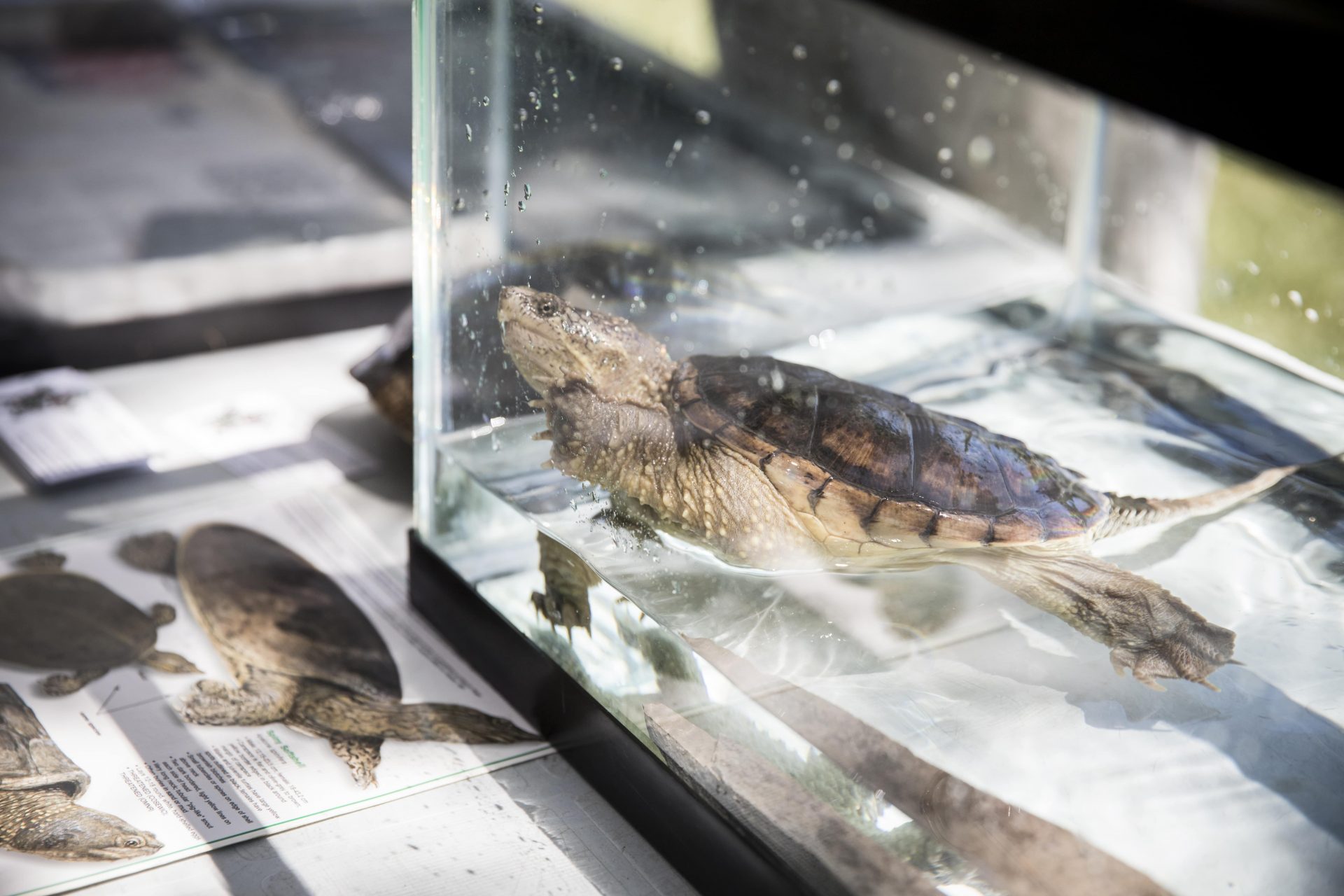 Fourth Annual Turtle Release a huge success! - Huron Stewardship Council