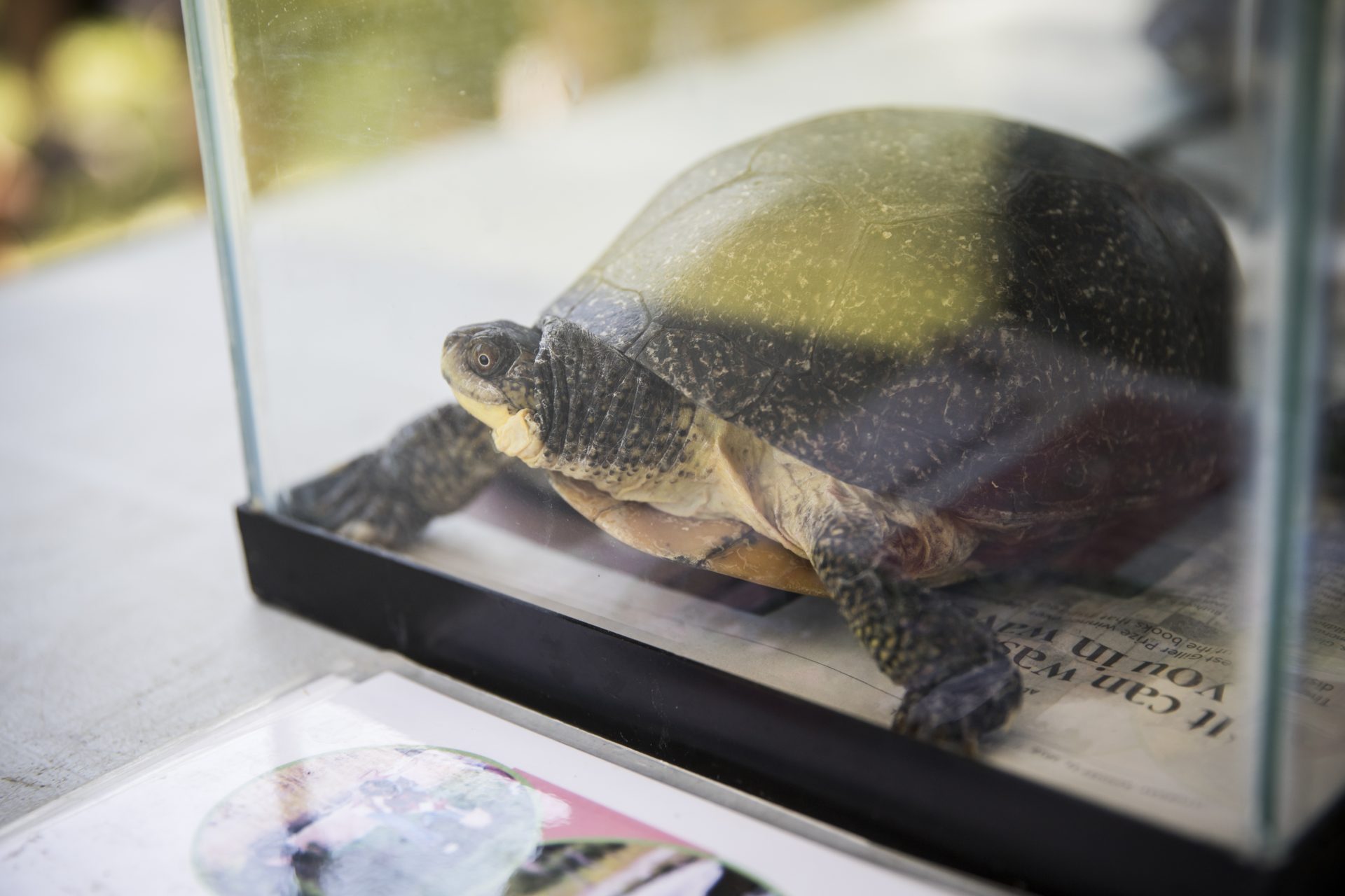 Fourth Annual Turtle Release a huge success! - Huron Stewardship Council