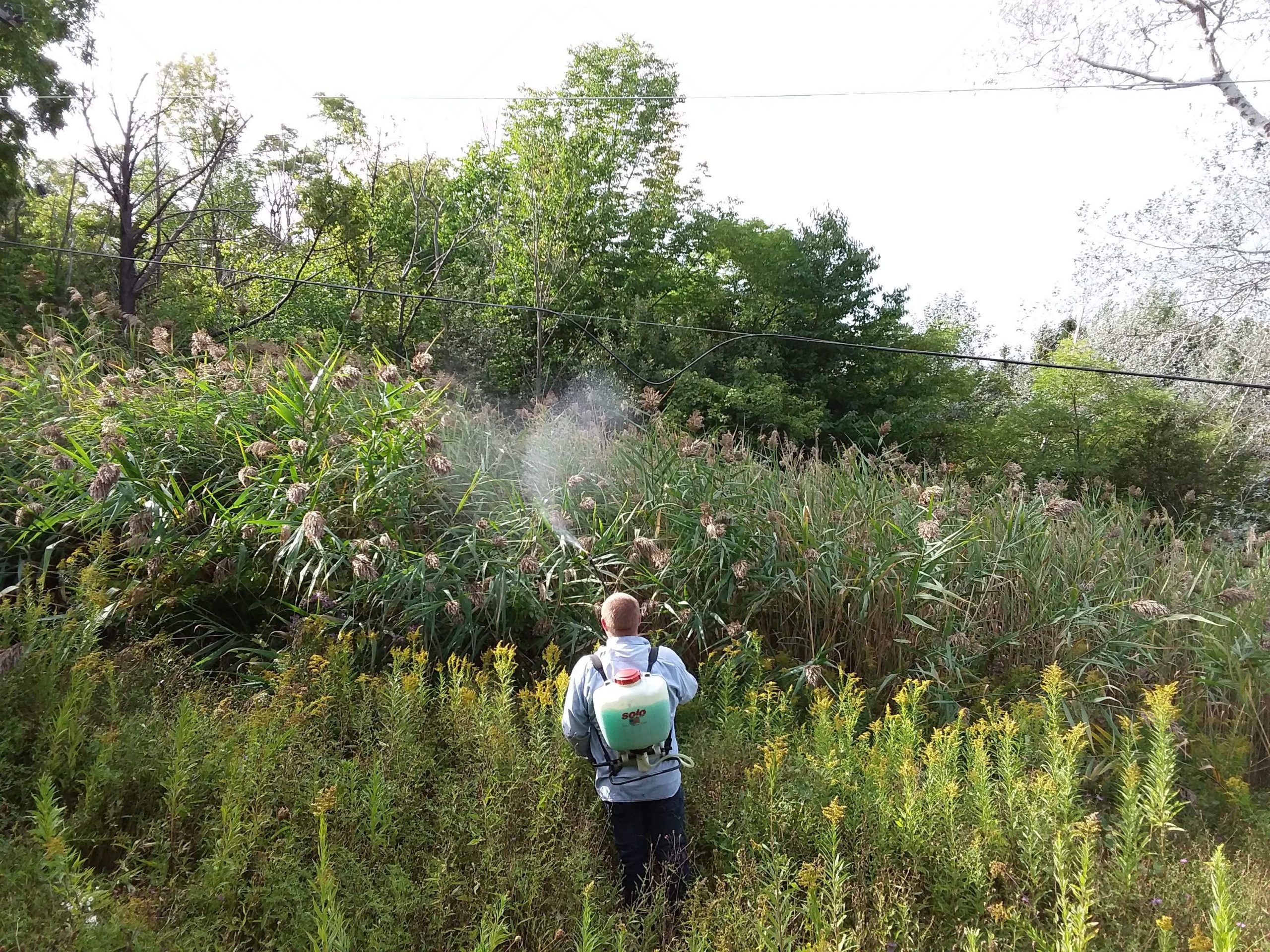 Invasive Species Monitoring - Huron Stewardship Council