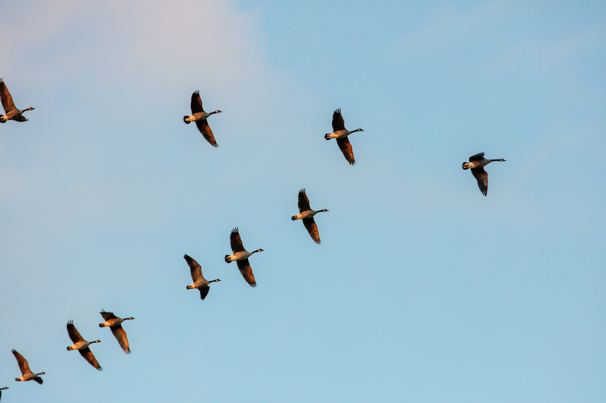 Birds - Huron Stewardship Council