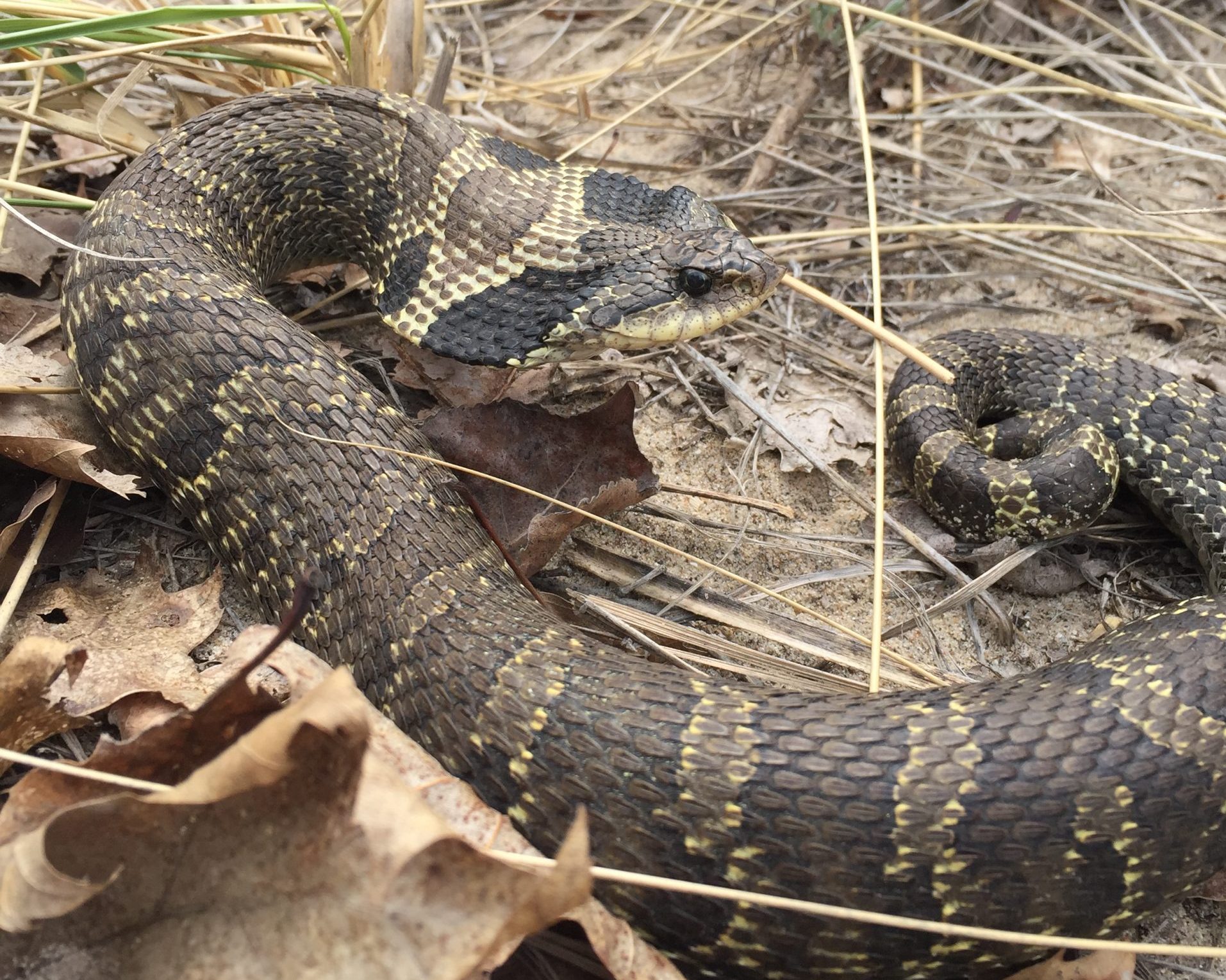 Tracking the elusive Eastern Hog-nosed snake - Huron Stewardship Council